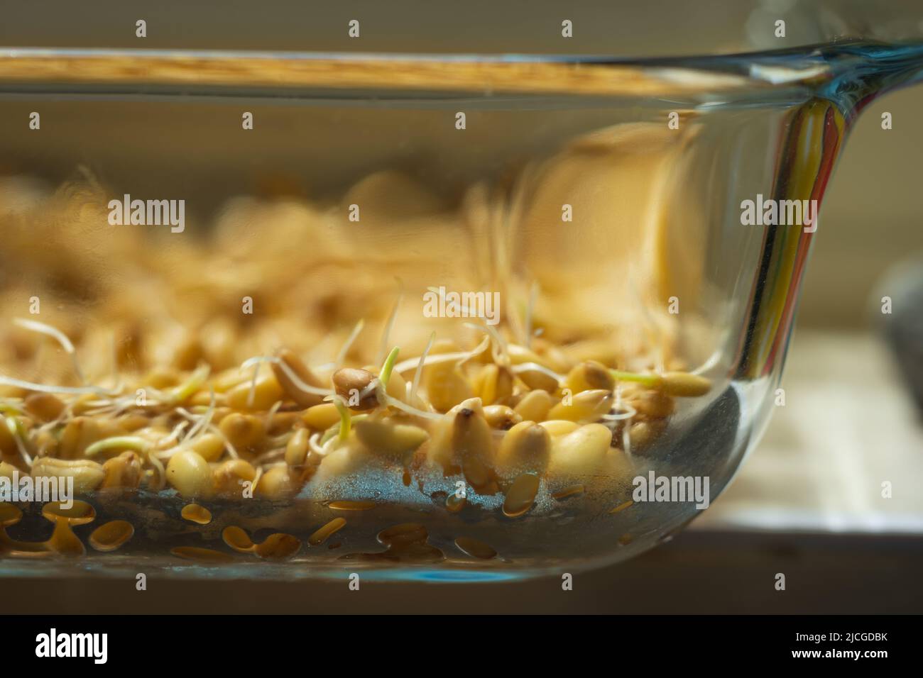 germinated wheat grain sprouts inside glass tray closeup Stock Photo ...