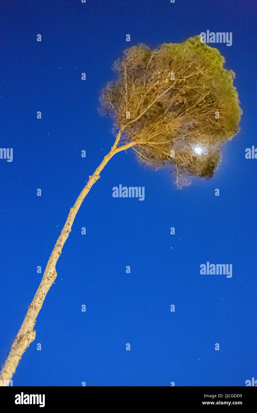 Moon behind tree abstract hi-res stock photography and images - Alamy