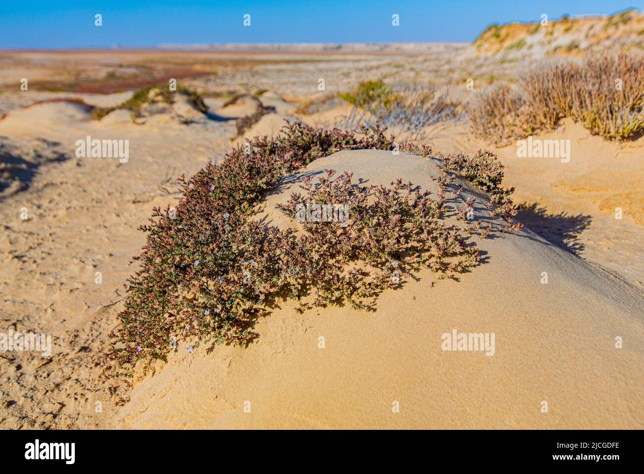 Grass ball covered by the sand in the desert Stock Photo - Alamy