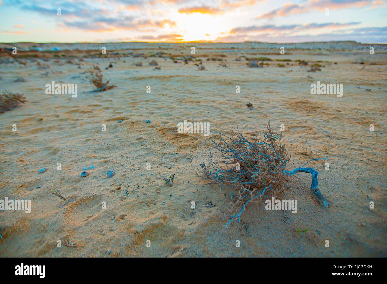 Arid landscape design hi-res stock photography and images - Alamy