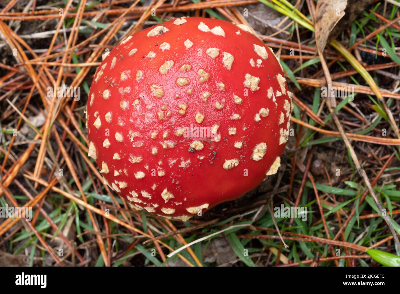 fly agaric toadstool Stock Photo - Alamy