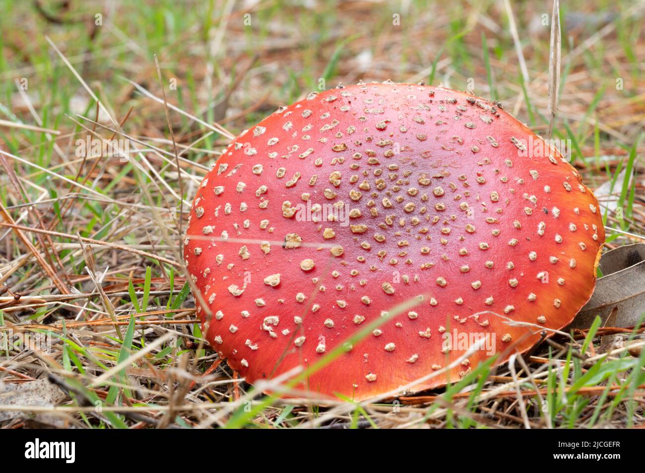 fly agaric toadstool Stock Photo - Alamy