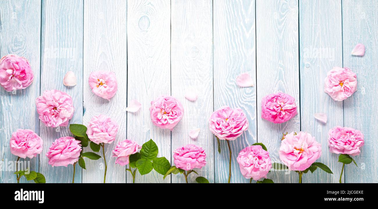 Pink roses on blue wooden planks background Stock Photo - Alamy