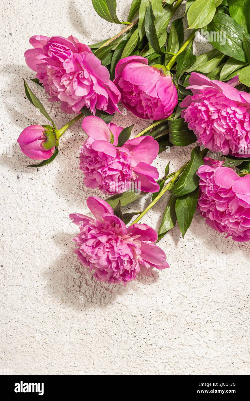 Fragrant pink peonies bouquet. Summer plaster background, seasonal ...