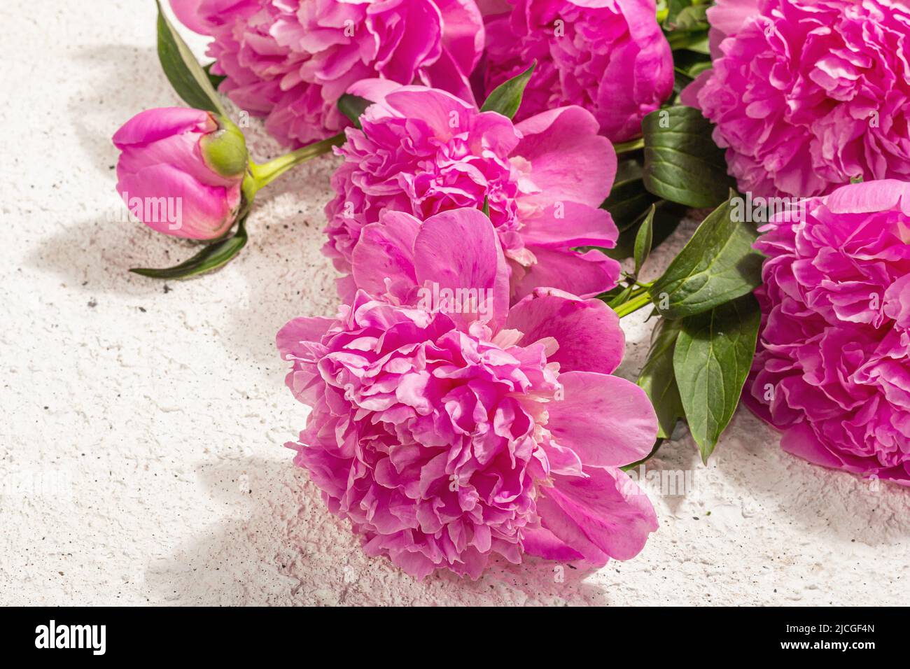 Fragrant pink peonies bouquet. Summer plaster background, seasonal ...