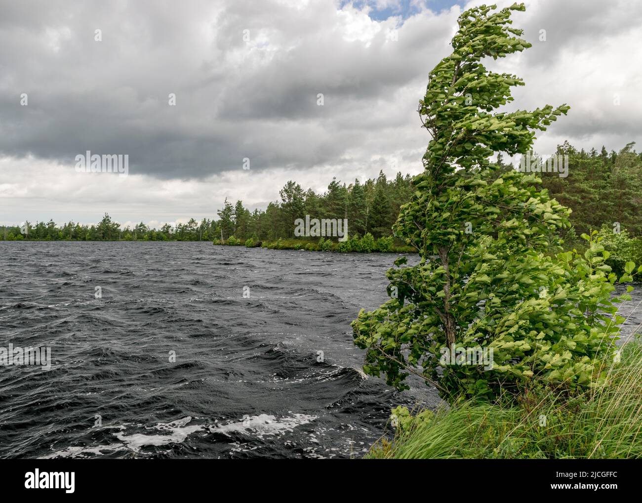 windy summer landscape from swamp lake, wind and turbulence of lake ...