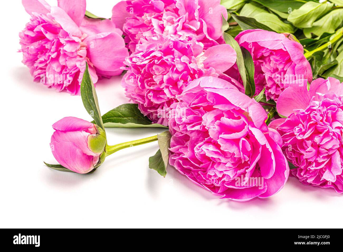 Fragrant pink peonies bouquet isolated on white background. Summer card ...