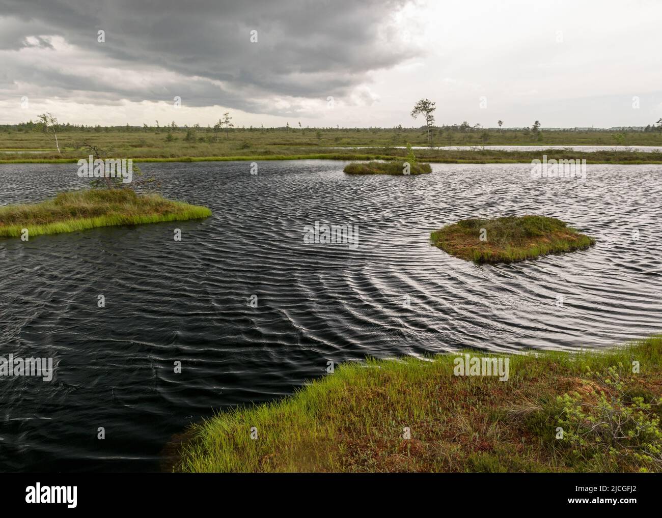 windy summer landscape from swamp lake, wind and turbulence of lake ...