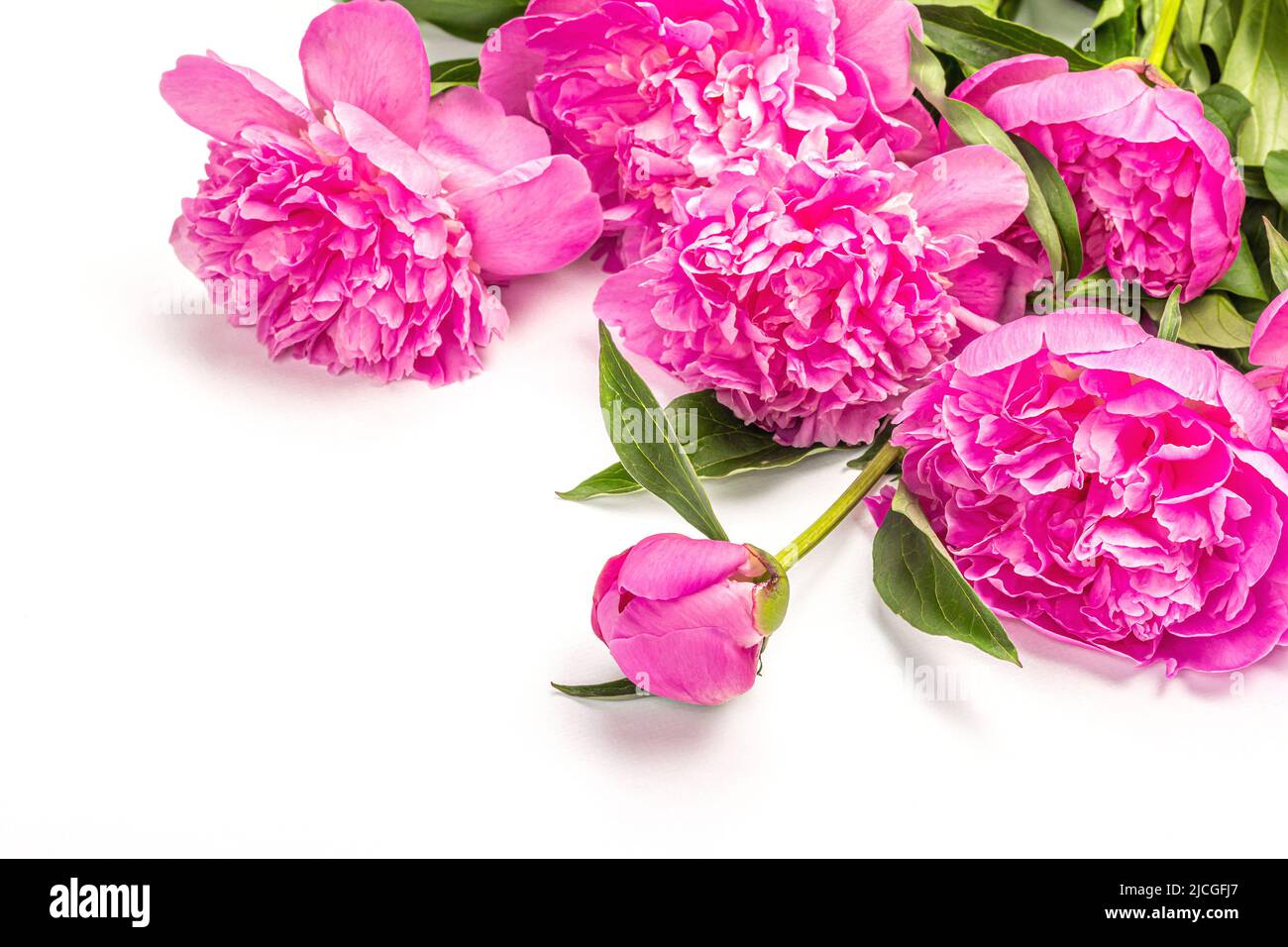 Fragrant pink peonies bouquet isolated on white background. Summer card ...