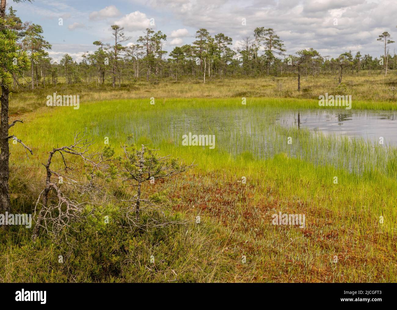 landscape with stunning bog views. beautiful clouds. View of the ...
