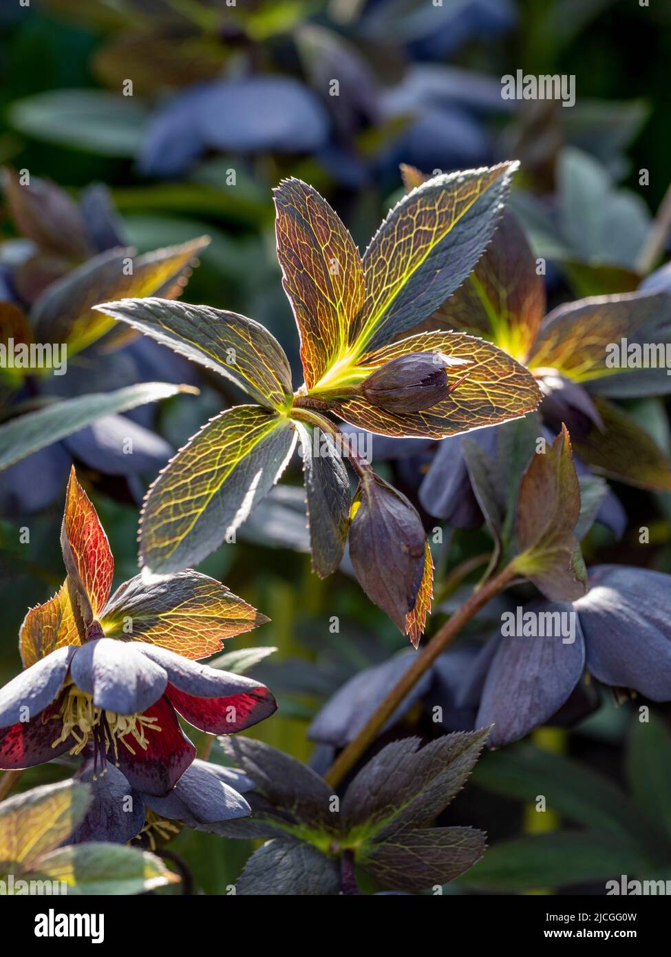 Helleborus x hybridus ashwood garden hybrids hi-res stock photography ...