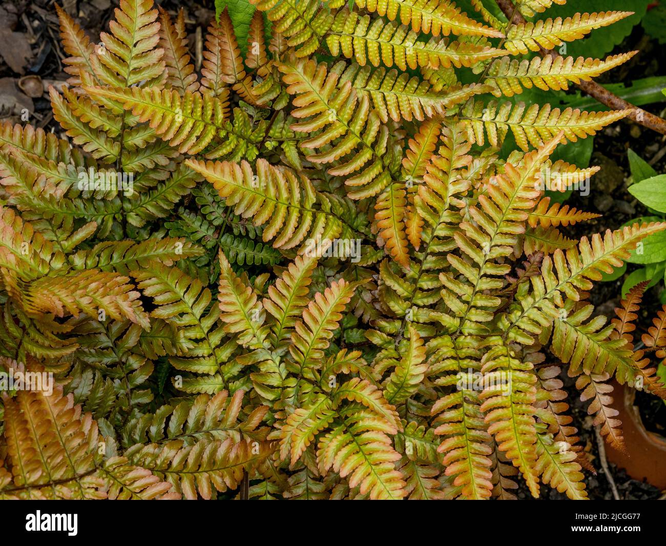 Fern garden japanese hi-res stock photography and images - Alamy