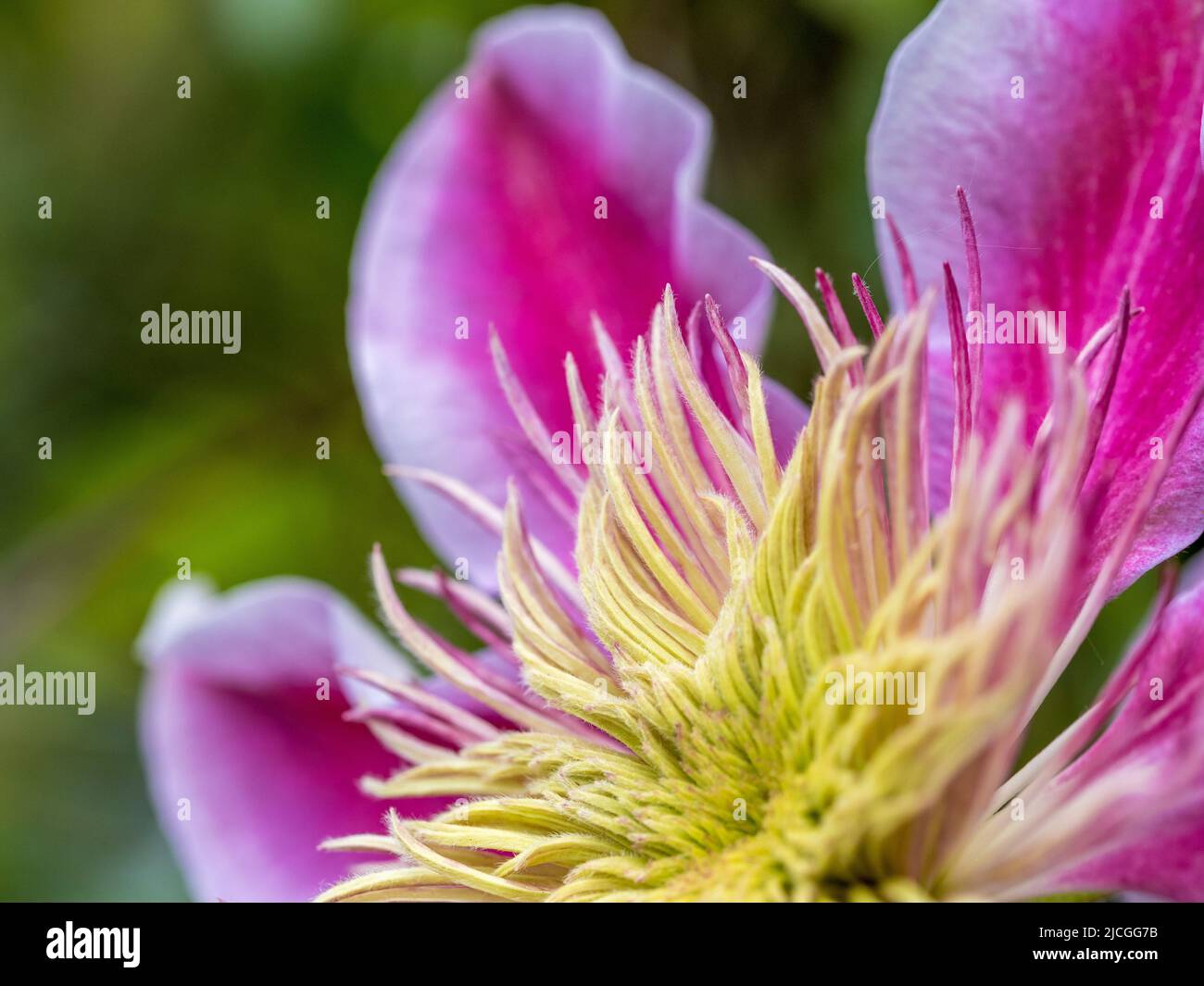 Closeup of a a semi-double Clematis Josephine flower growing in a UK ...