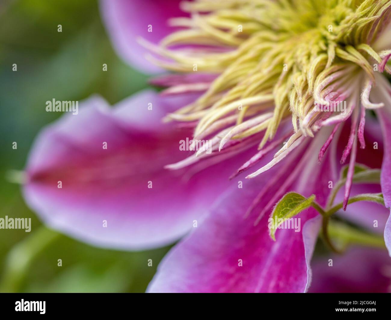 Double clematis flower hi-res stock photography and images - Alamy