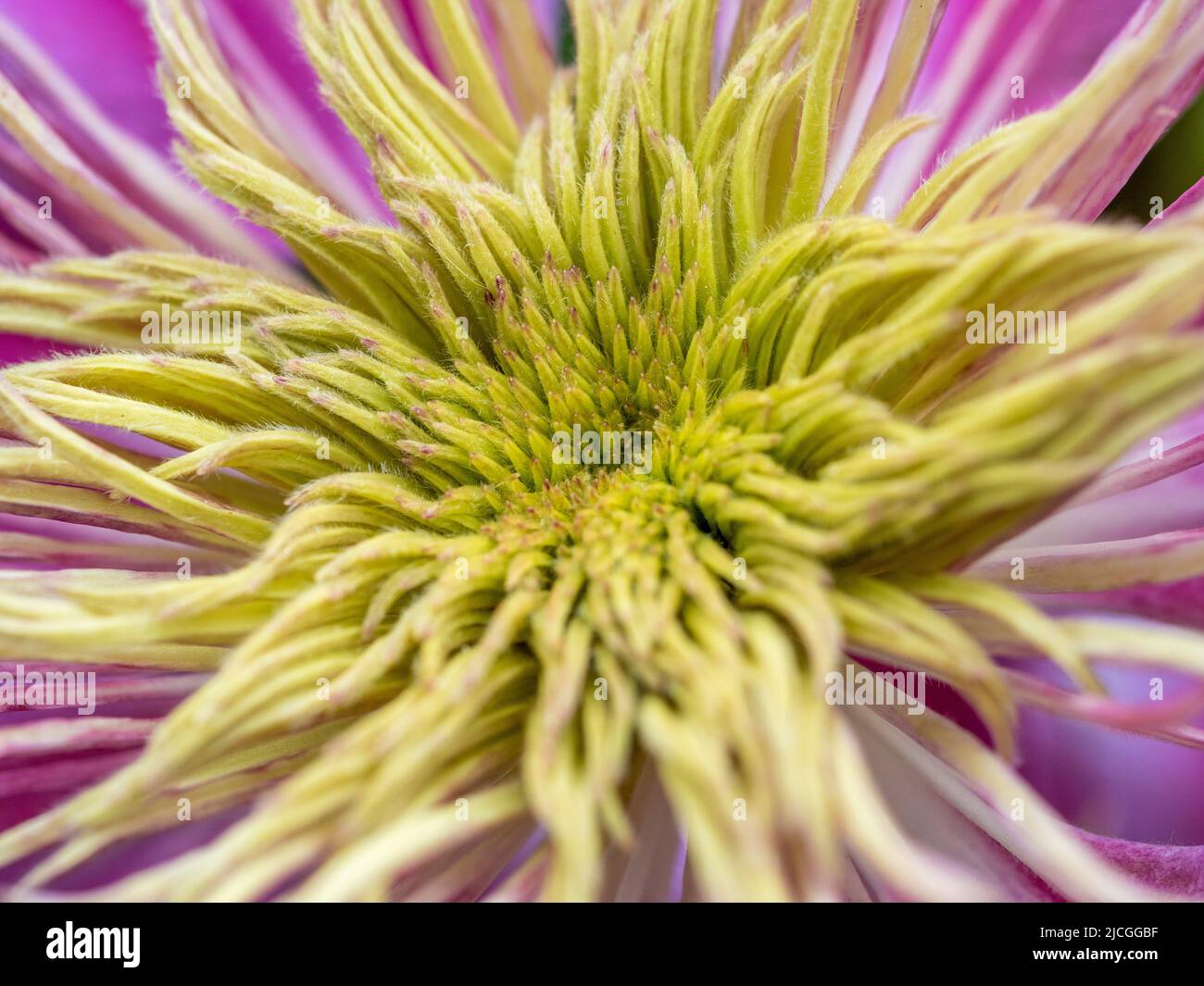 Closeup of a a semi-double Clematis Josephine flower growing in a UK ...