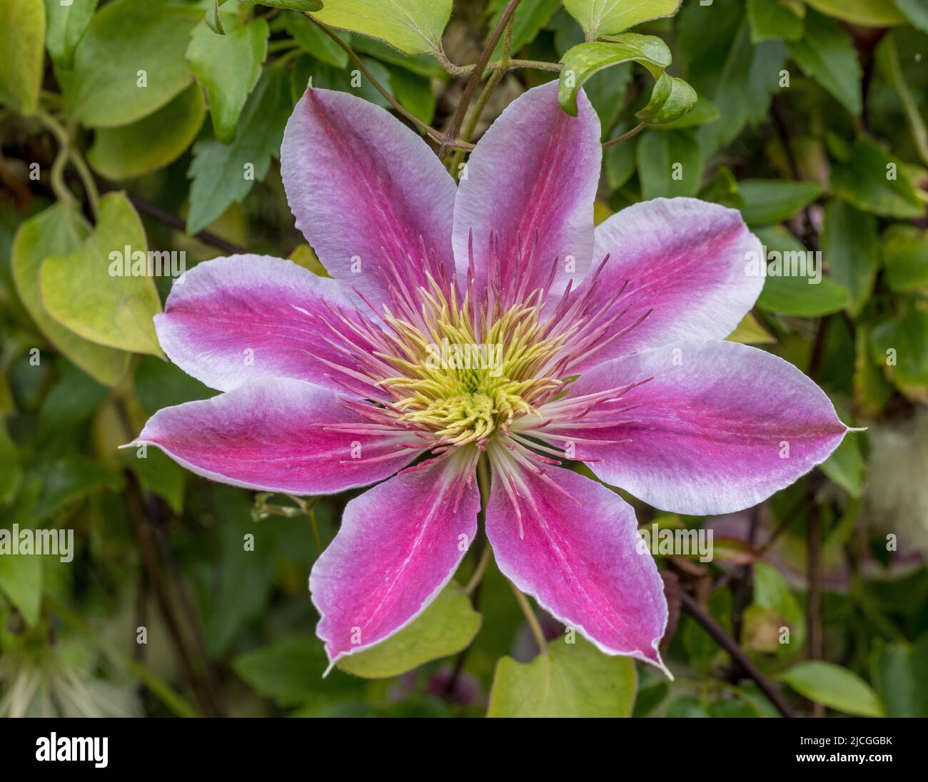 Closeup of a a semi-double Clematis Josephine flower growing in a UK ...