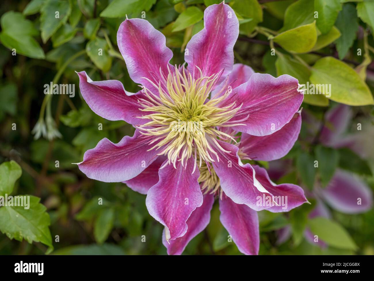 Closeup of a a semi-double Clematis Josephine flower growing in a UK ...
