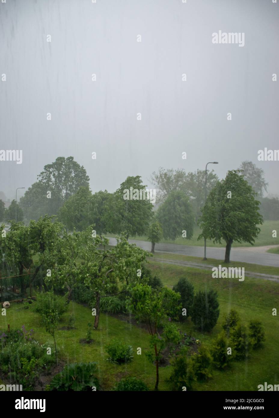 summer landscape with trees during rain and storm, the wind made the ...