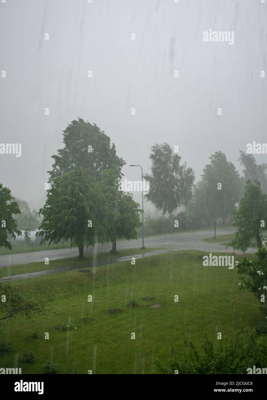 summer landscape with trees during rain and storm, the wind made the ...