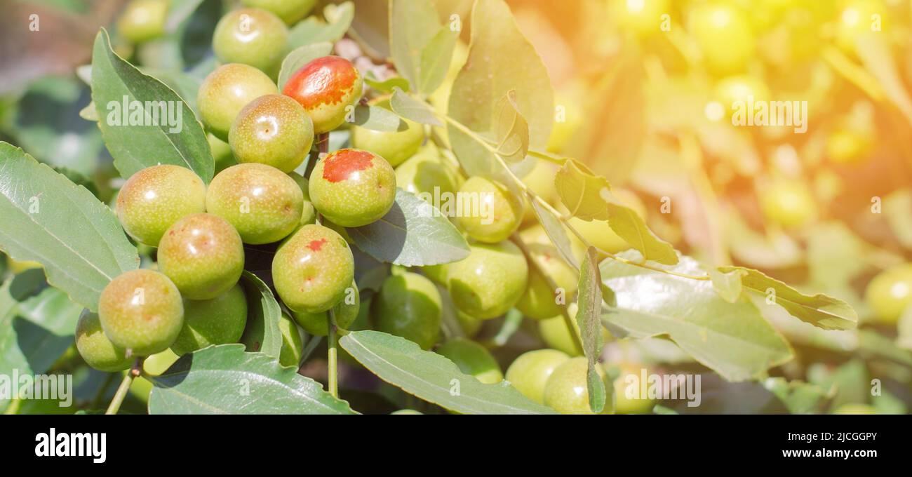 Jojoba tree branches with fruits. Juicy fruits of Chinese dates on tree ...