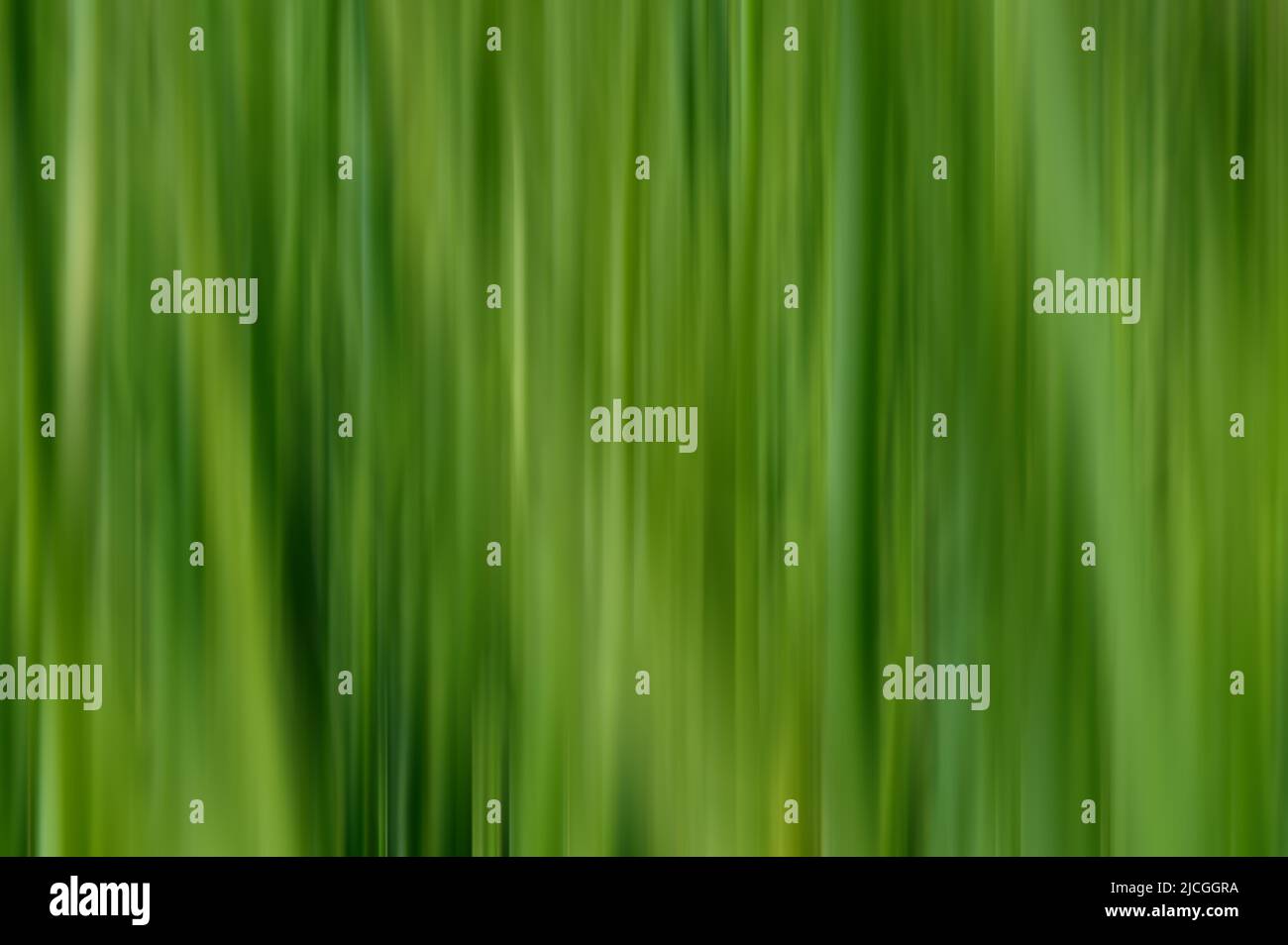 Natural background, green grass. Blurred motion. Green grass close-up ...