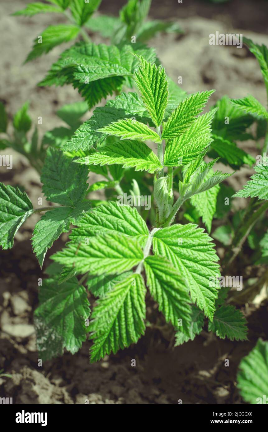 Young sprouts of a raspberry bush. Growing raspberries at home ...