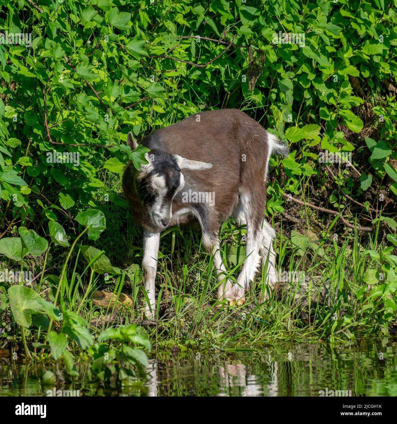 green summer landscape with a small goat on the river bank, a goat ...
