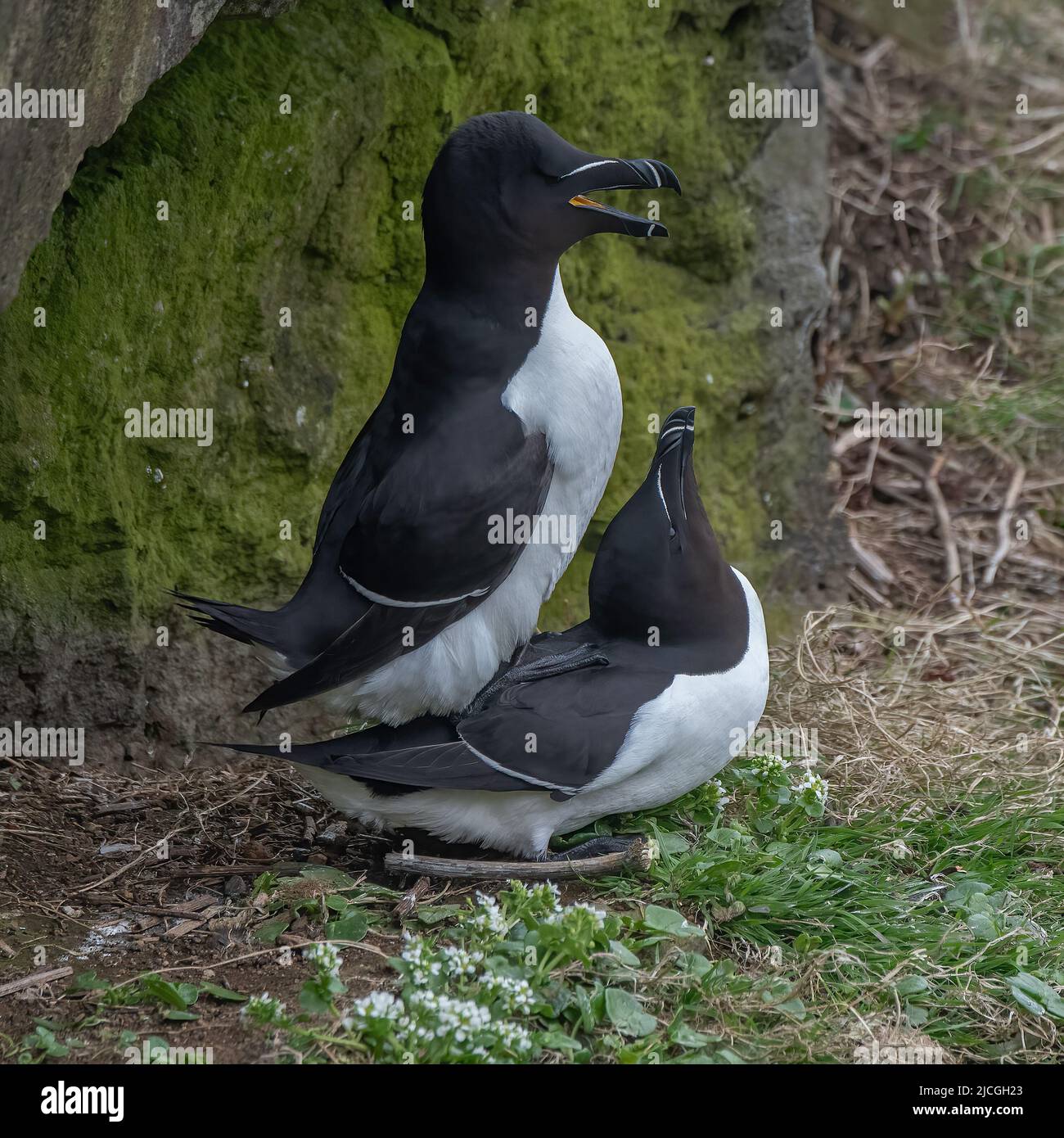 Razorbill (Alca torda), pair mating, Lunga, Treshnish Isles, Inner ...