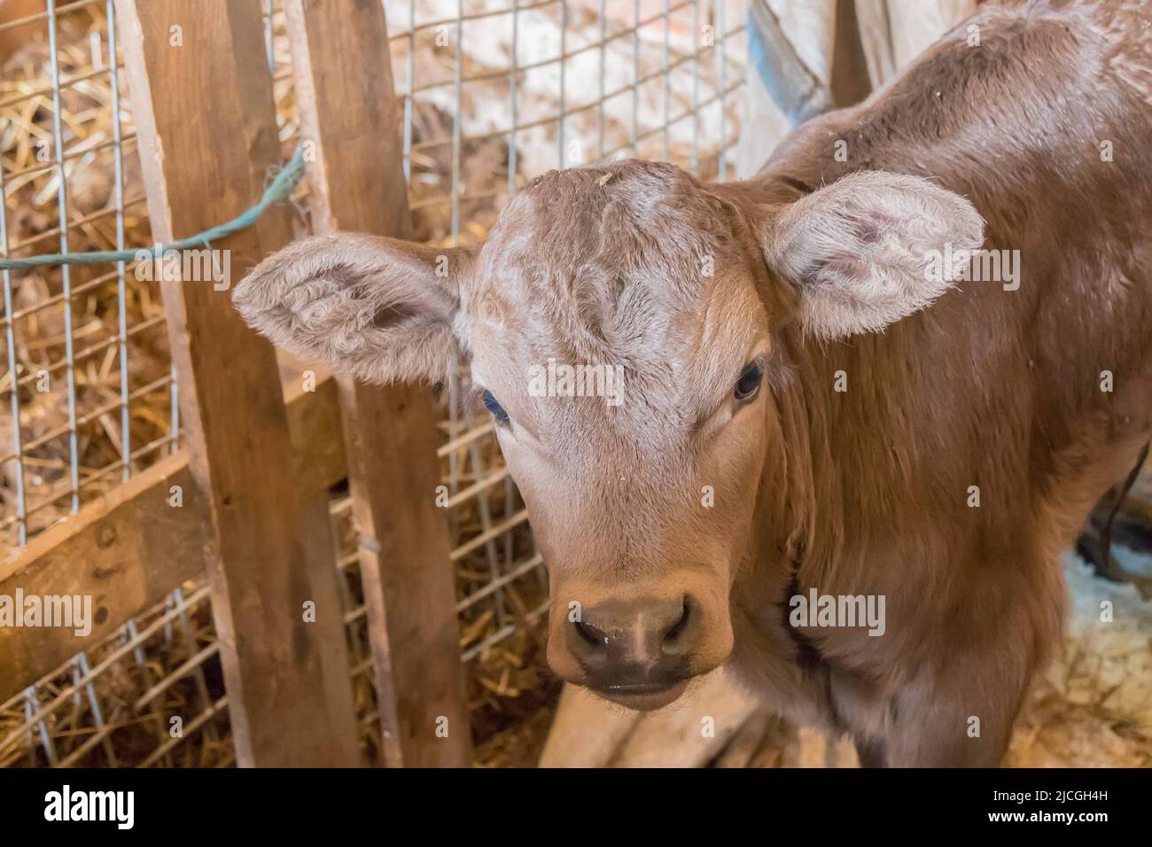 Newborn calf looking curious waiting for mother's milk Stock Photo - Alamy