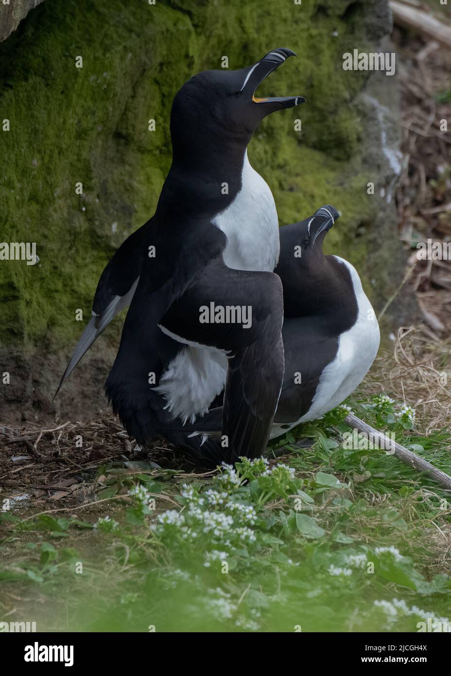 Razorbill (Alca torda), pair mating, Lunga, Treshnish Isles, Inner ...