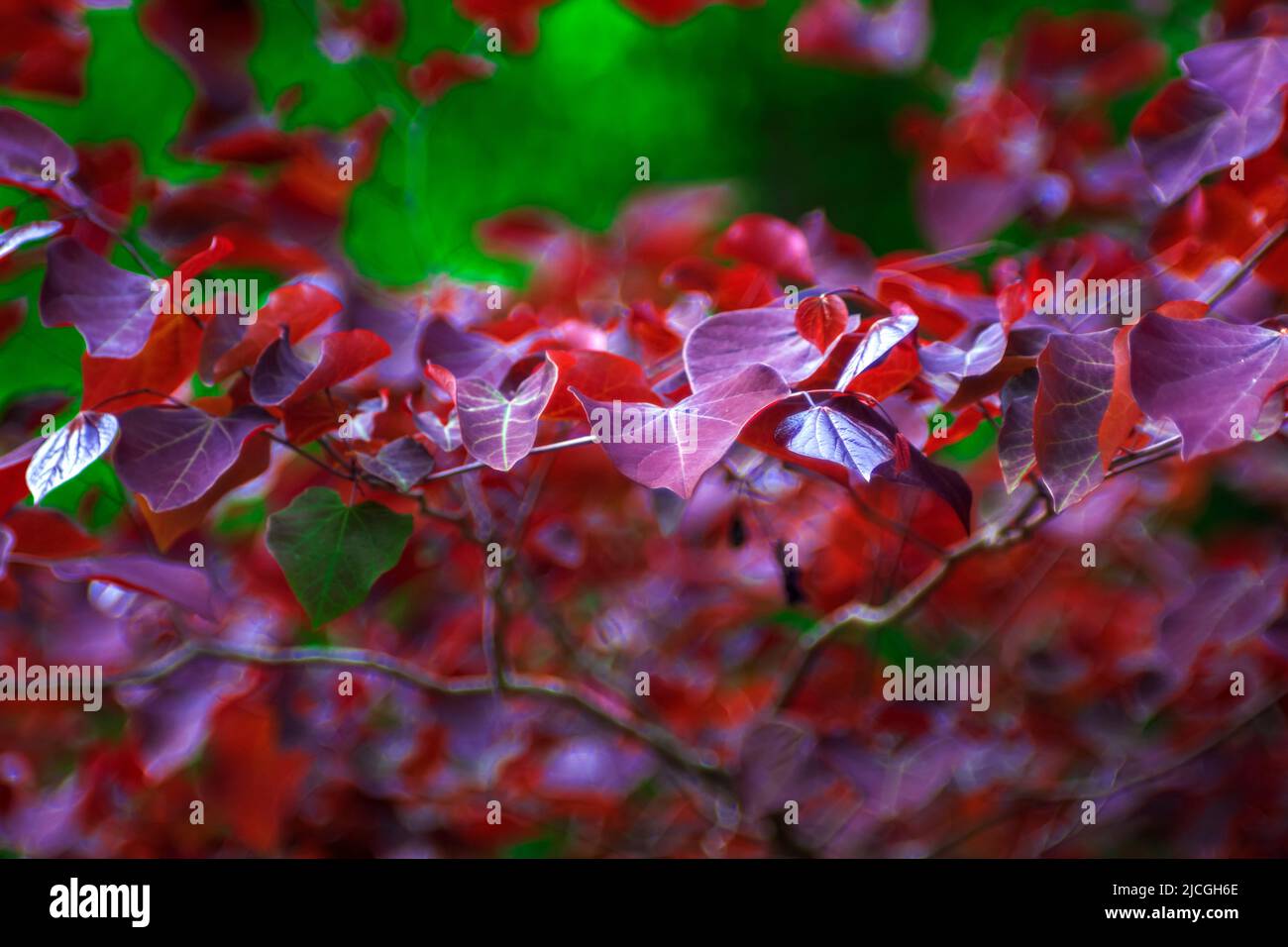 Close-up of Red leaves and green background with depth of field and ...