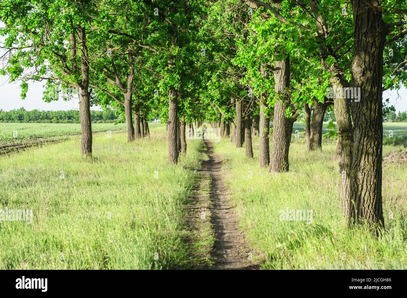 Path leading into the distance hi-res stock photography and images - Alamy