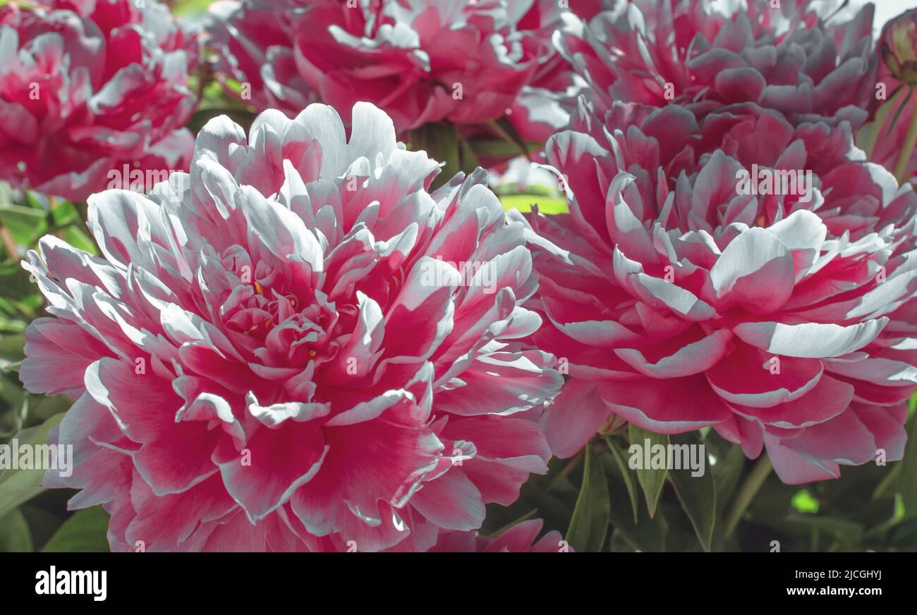 Background of peonies. Bouquet of beautiful flowers peonies. Red ...