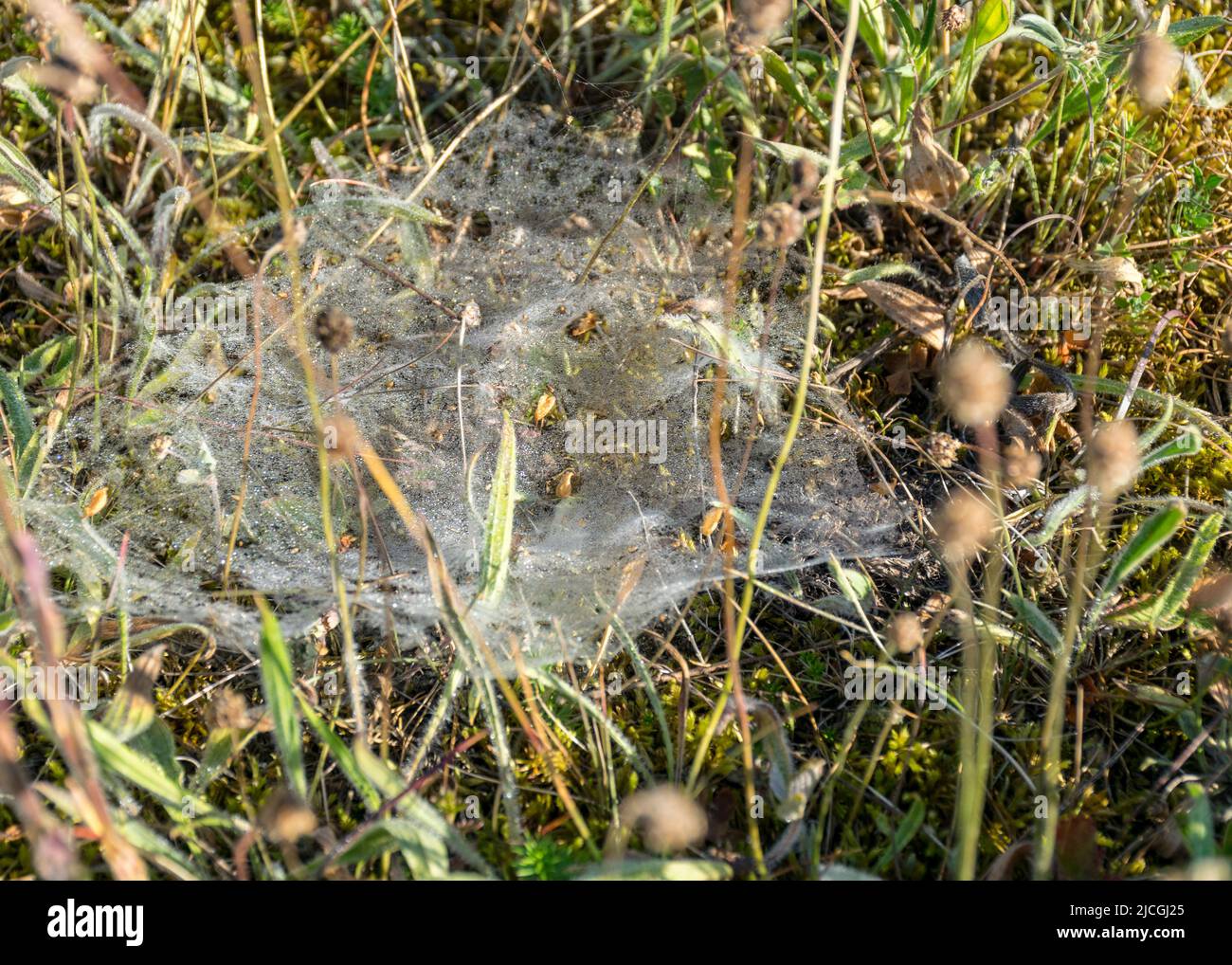 photography with a beautiful spider web photographed at first light in ...