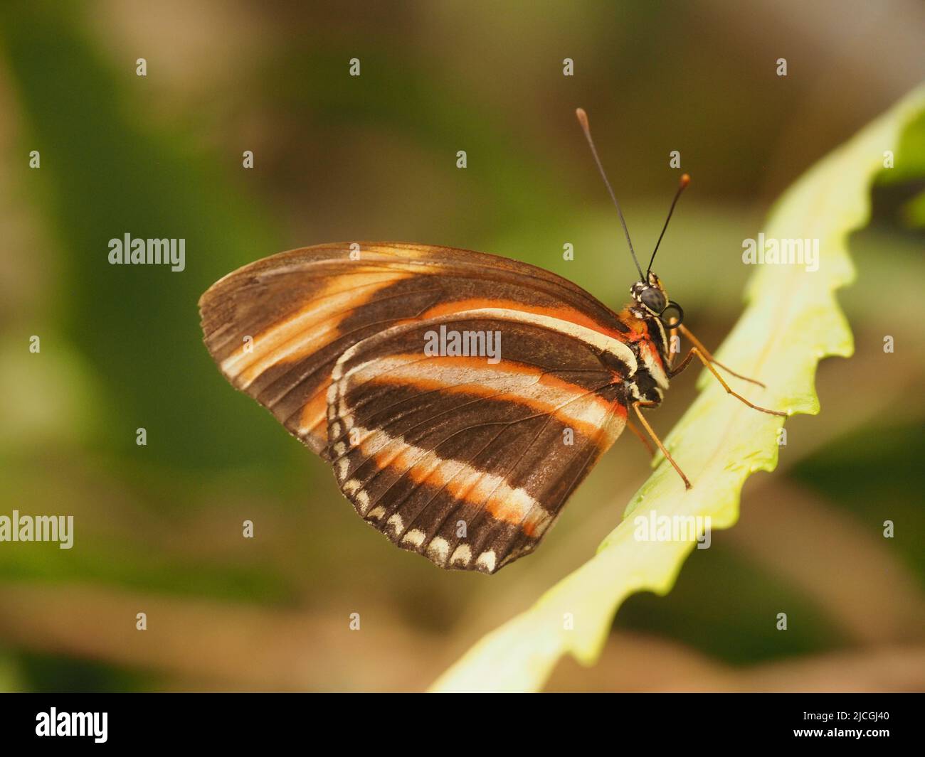 Banded Orange Butterfly Stock Photo - Alamy