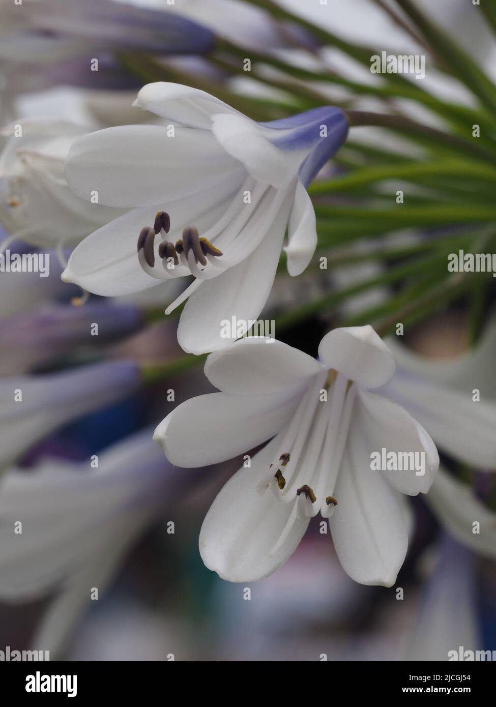African Lily Twister Stock Photo - Alamy