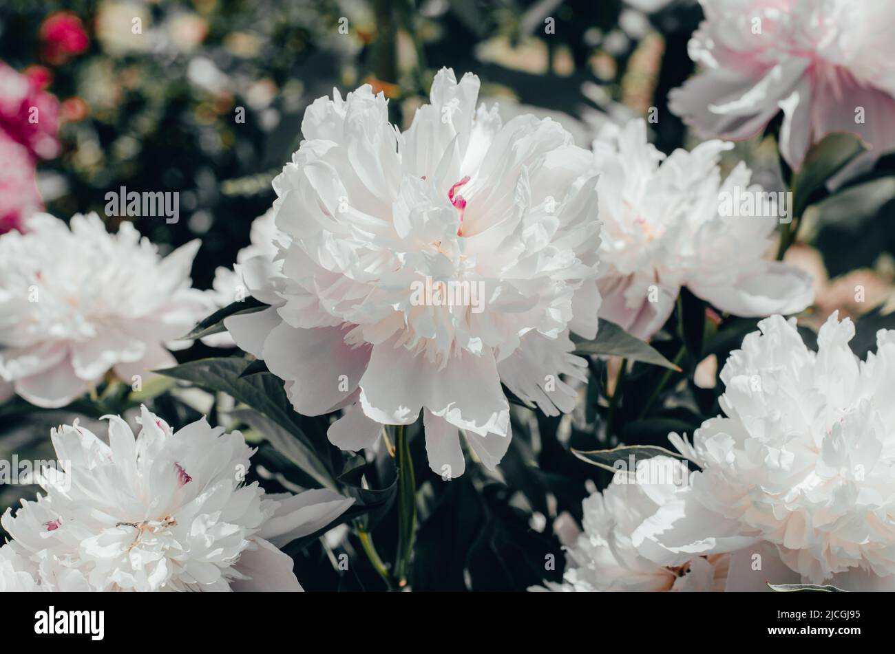 Close-up pink peonies in beautiful art processing. Background of ...