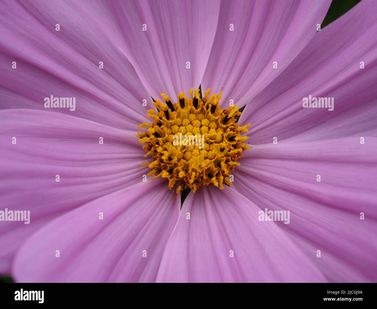 Cosmos petals fill the frame to give a strong impact but with the soft ...