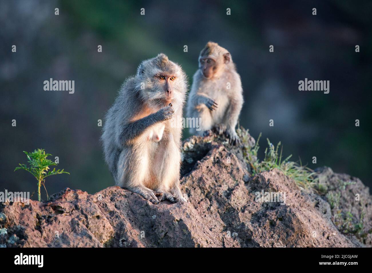 Baby monkey eating banana hi-res stock photography and images - Alamy