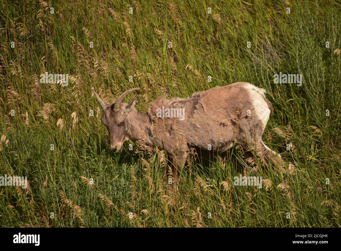 Scruffy sheep hi-res stock photography and images - Alamy