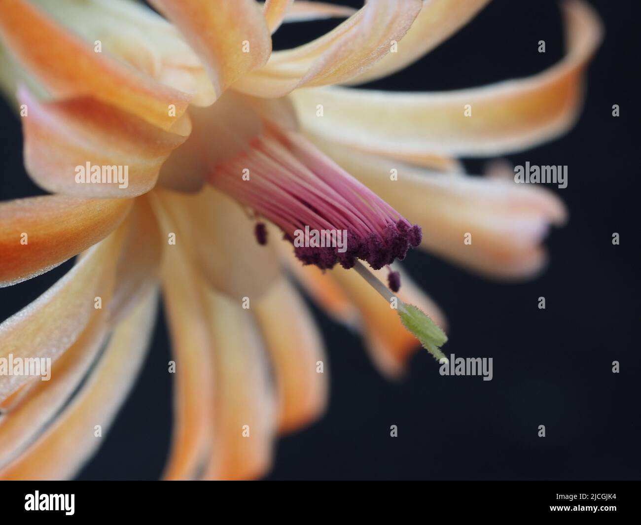 Golden rats tail hi-res stock photography and images - Alamy