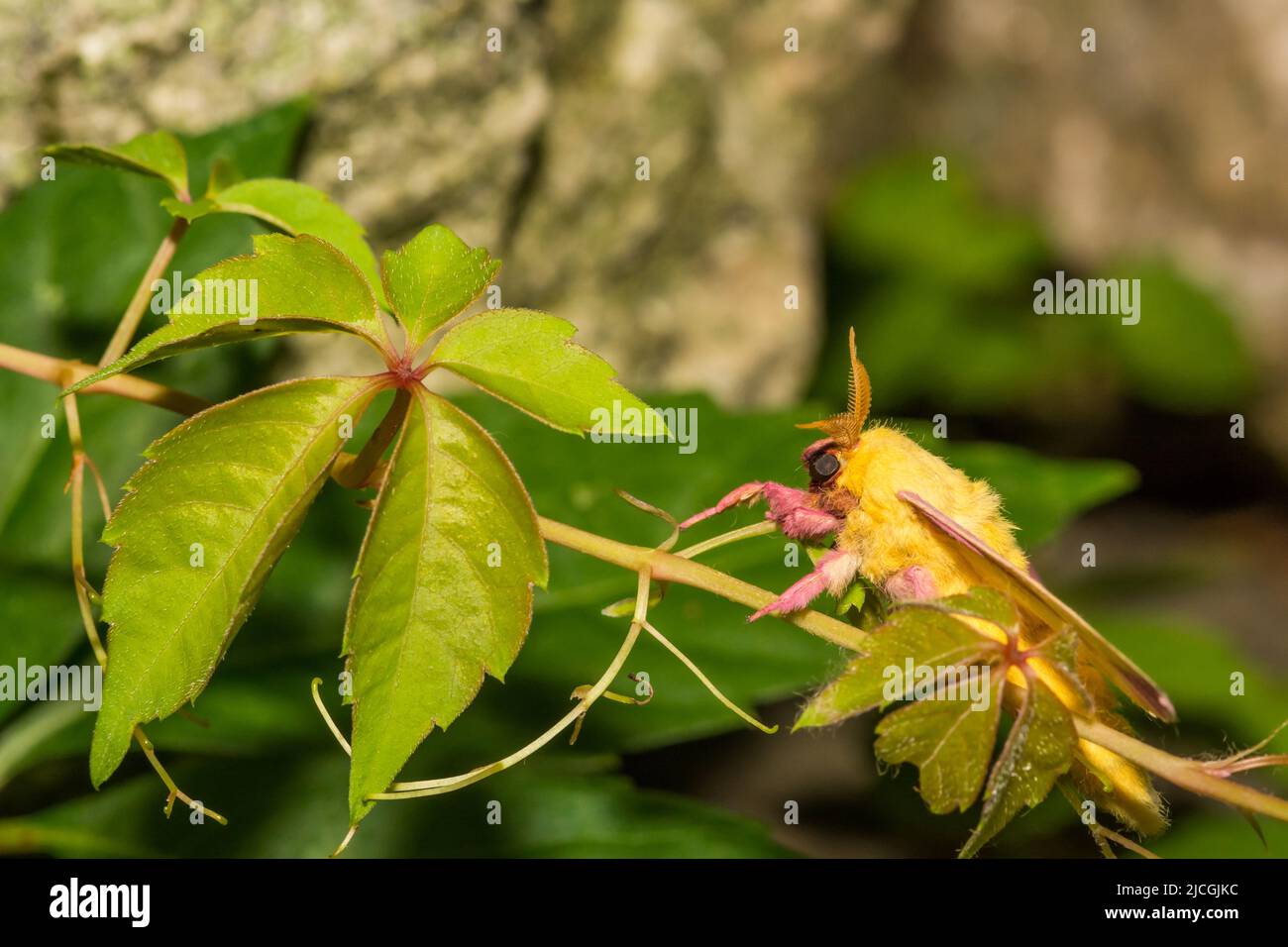Rosy Maple Moth - Dryocampa rubicunda Stock Photo - Alamy
