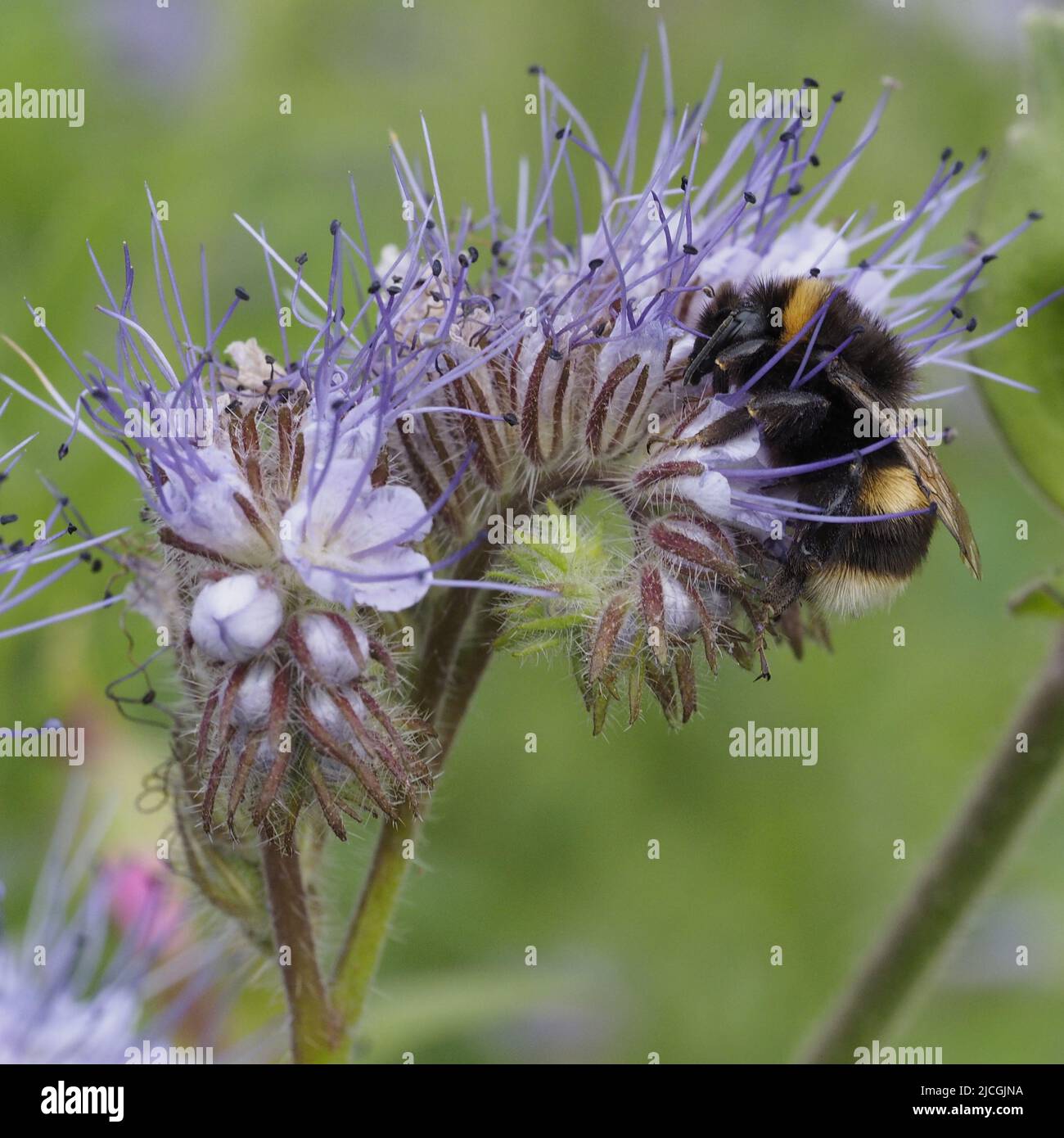 Bee on Lacy Phacelia Stock Photo - Alamy