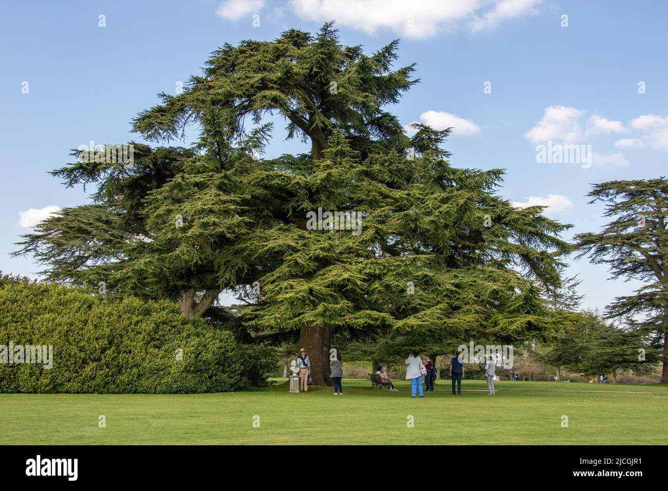 A large tree of Lebanon at the Highclere castle, United Kingdom Stock ...