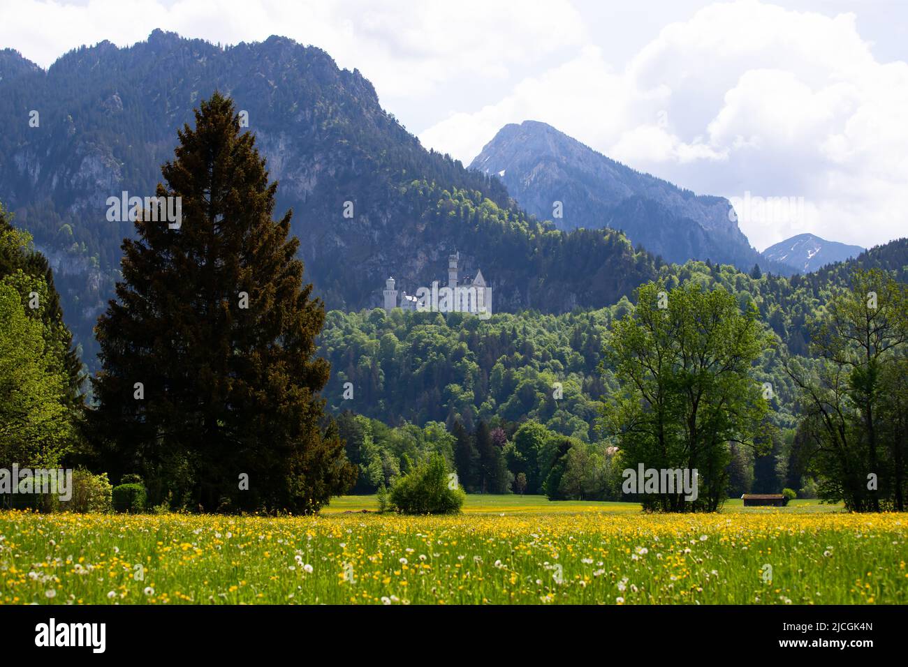 Spring meadow in the bavarian alps with Neuschwanstein Castle in the ...