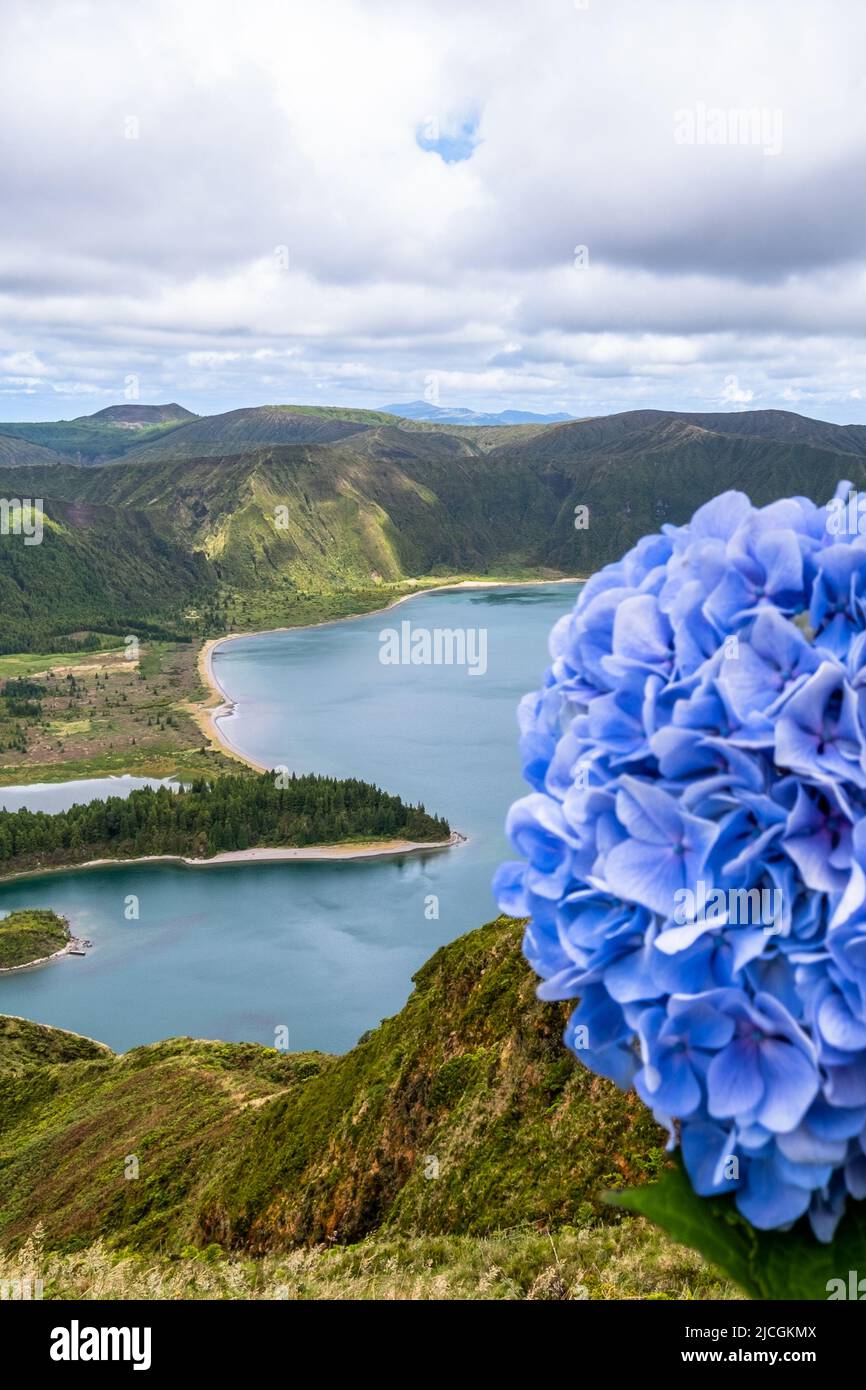 Blue Hydrangea flower, with the background the Fire Lake - Lagoa do ...