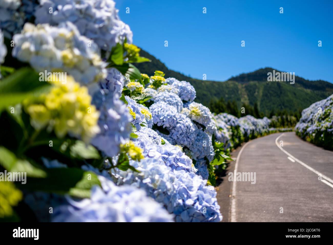 Hydrangea flowers in selective focus, at the roadside in Lagoa Sete das ...