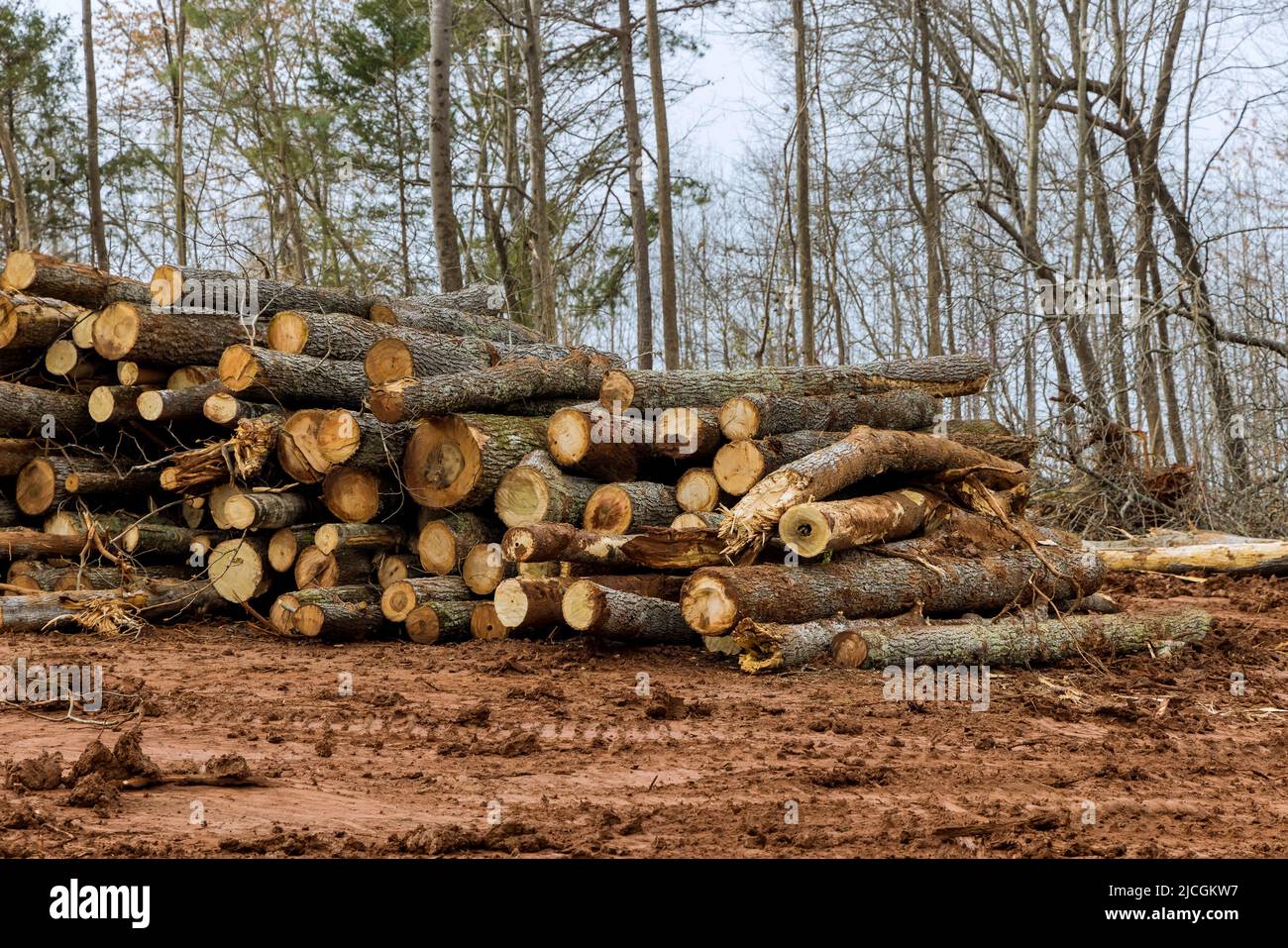 Trees chopped and stacked with preparation land new residential ...
