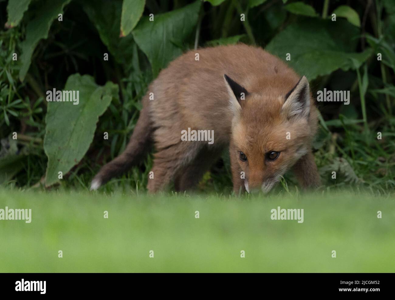 A young wild Red Fox cub (Vulpes vulpes) on edge of undergrowth, Warwickshire Stock Photo - Alamy