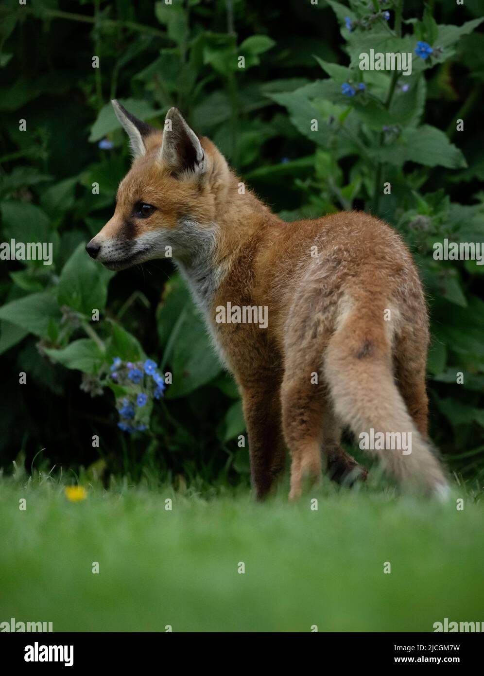 A wild Red Fox (Vulpes vulpes) on the edge of undergrowth, Warwickshire Stock Photo - Alamy